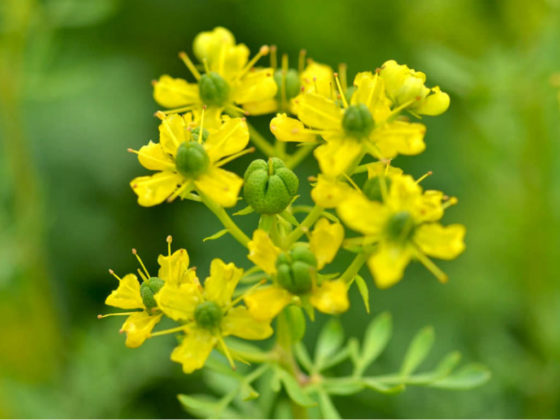10 Herbs That Blossom Into Stunning Flowers - World of Flowering Plants