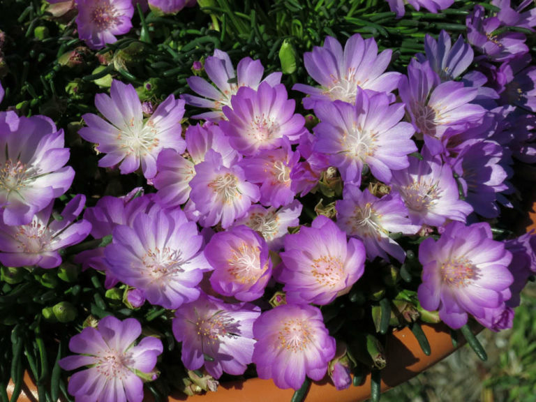 Lewisia rediviva (Bitter Root) - World of Flowering Plants