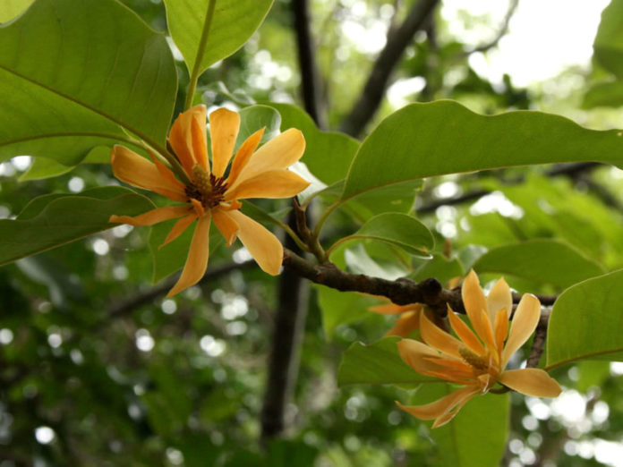 Magnolia champaca (Champak) - World of Flowering Plants