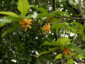 Magnolia champaca (Champak) - World of Flowering Plants