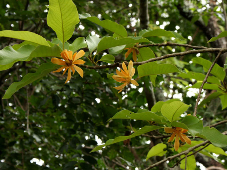 Magnolia champaca (Champak) - World of Flowering Plants