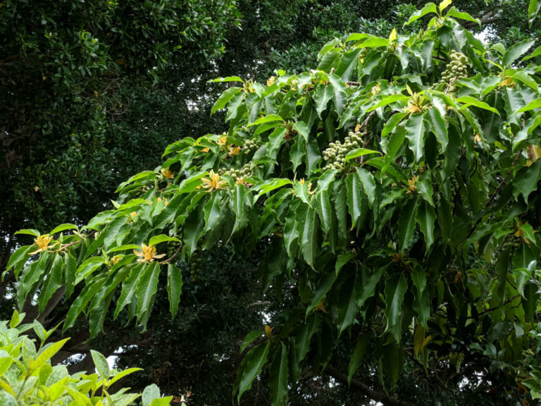 Magnolia champaca (Champak) - World of Flowering Plants