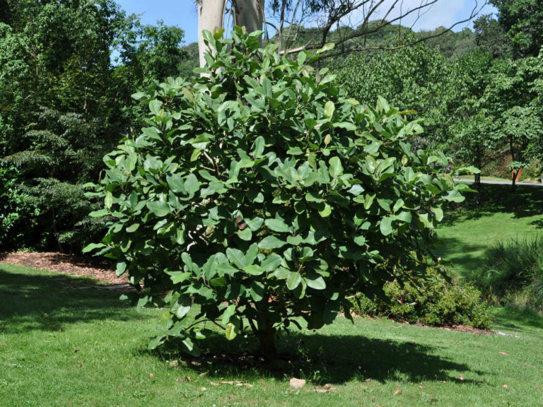 Magnolia delavayi (Delavay's Magnolia) - World of Flowering Plants