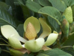 Magnolia delavayi (Delavay's Magnolia) - World of Flowering Plants