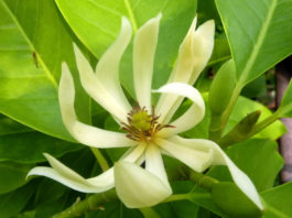 Magnolia × alba (White Champaca) - World of Flowering Plants