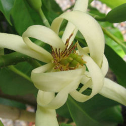 Magnolia × alba (White Champaca) - World of Flowering Plants