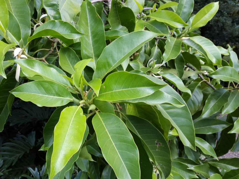 Magnolia × alba (White Champaca) - World of Flowering Plants
