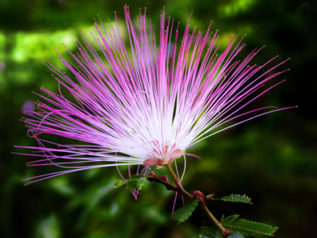 Calliandra brevipes (Pink Powderpuff) - World of Flowering Plants