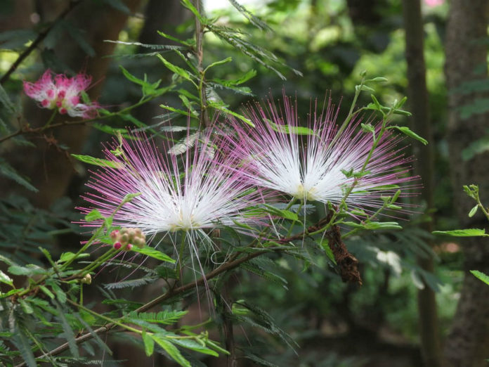 Calliandra brevipes (Pink Powderpuff) | World of Flowering Plants