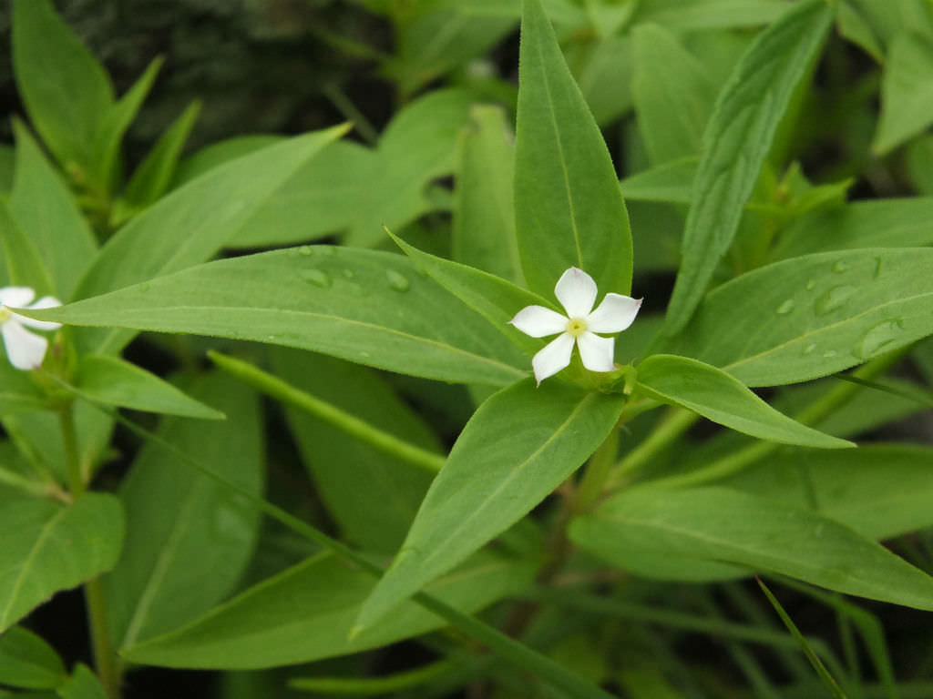 Catharanthus pusillus (Tiny Periwinkle) - World of Flowering Plants