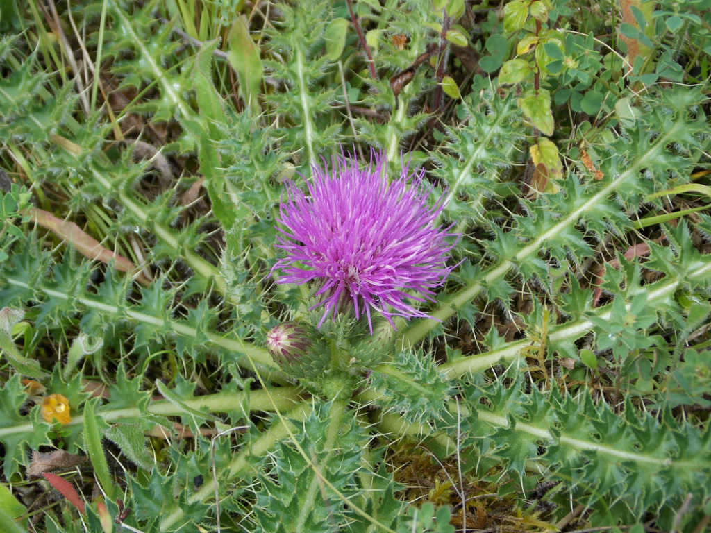 Cirsium acaule (Stemless Thistle) - World of Flowering Plants