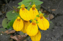 Calceolariaceae | World of Flowering Plants