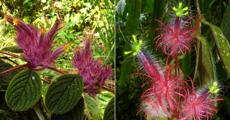 Columnea minor - World of Flowering Plants