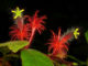 Columnea minor | World of Flowering Plants