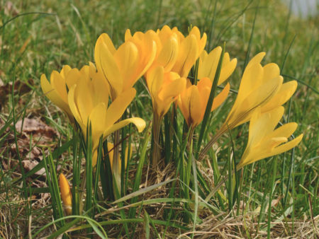 Crocus flavus (Yellow Crocus) - World of Flowering Plants