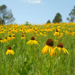 Echinacea paradoxa (Yellow Coneflower) - World of Flowering Plants
