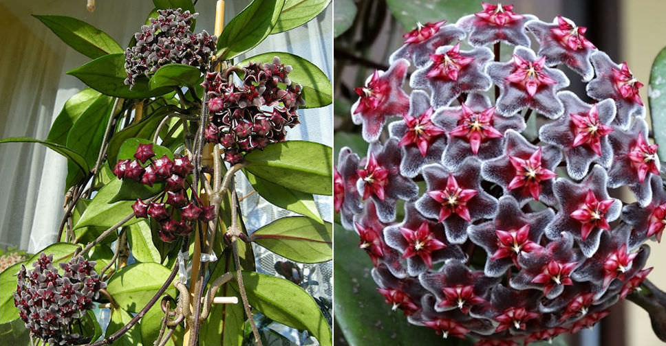 Hoya pubicalyx 'Royal Hawaiian Purple' - World of Flowering Plants