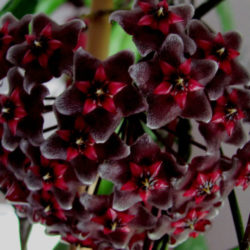 Hoya pubicalyx 'Royal Hawaiian Purple' - World of Flowering Plants