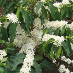 Coffea arabica (Arabian Coffee) - World of Flowering Plants