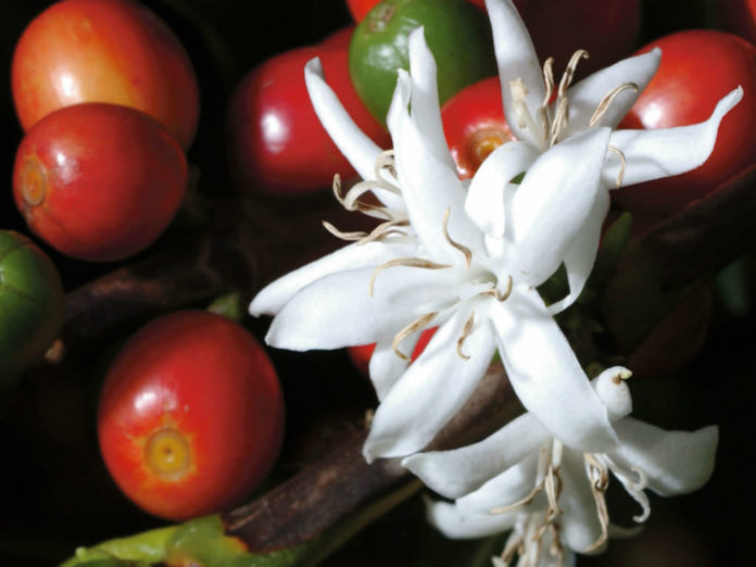 Coffea arabica (Arabian Coffee) - World of Flowering Plants