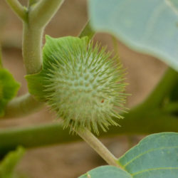 Datura innoxia (Downy Thorn Apple) - World of Flowering Plants