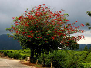 Erythrina variegata (Indian Coral Tree) - World of Flowering Plants