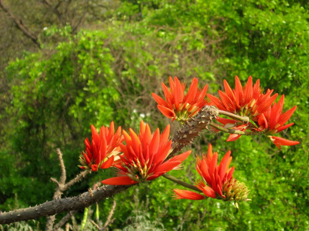 Erythrina variegata (Indian Coral Tree) - World of Flowering Plants