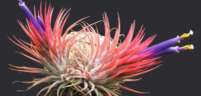 Ionantha Air Plant Flower