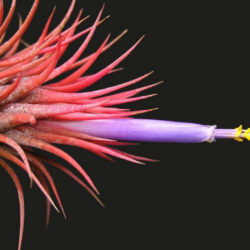 Tillandsia ionantha (Sky Plant) - World of Flowering Plants