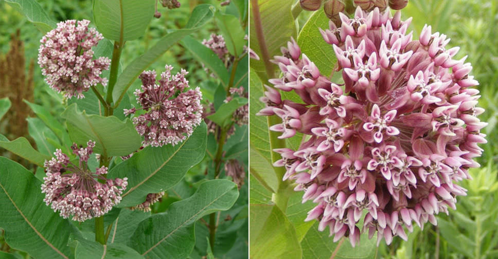 Asclepias syriaca (Common Milkweed) - World of Flowering Plants