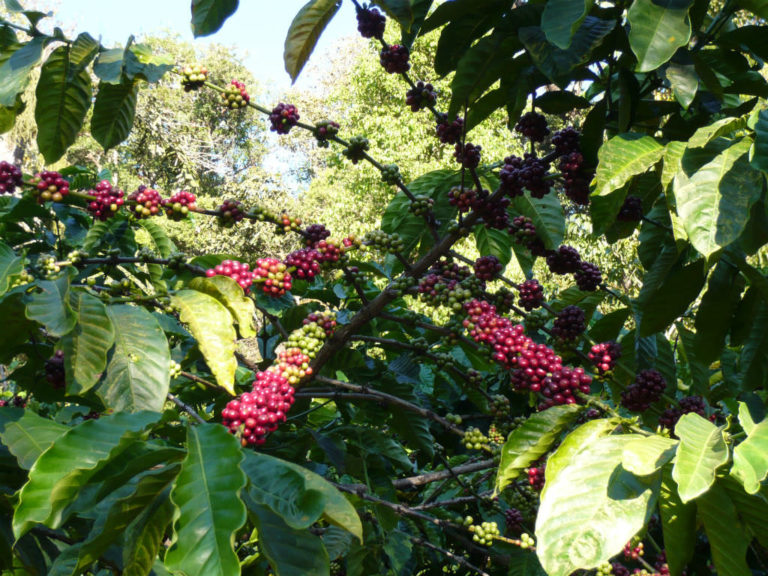 Coffea canephora (Robusta Coffee) - World of Flowering Plants