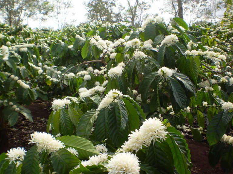 Coffea canephora (Robusta Coffee) - World of Flowering Plants