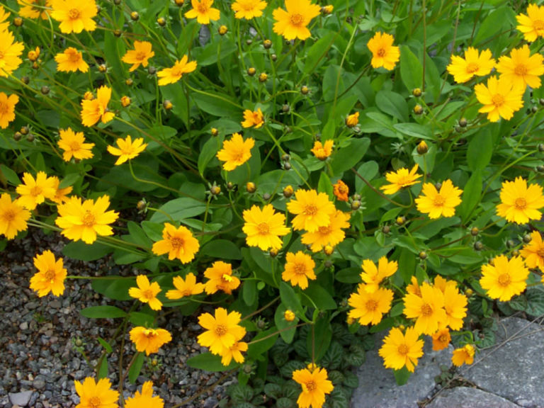Coreopsis auriculata 'Nana' (Dwarf Lobed Tickseed) - World of Flowering ...