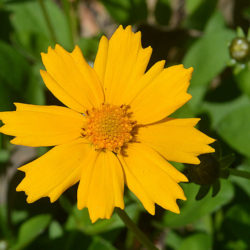 Coreopsis auriculata 'Nana' (Dwarf Lobed Tickseed) - World of Flowering ...