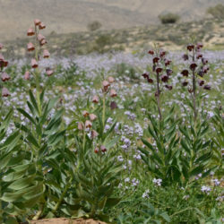 Fritillaria persica (Persian Lily) - World of Flowering Plants