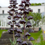 Fritillaria persica (Persian Lily) - World of Flowering Plants