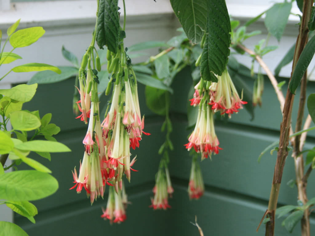 Fuchsia boliviana 'Alba' (White Bolivian Fuchsia) - World of Flowering ...