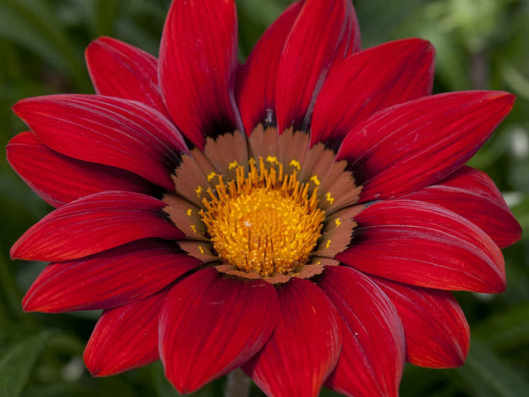 Gazania 'Red Shades' (Treasure Flower) - World of Flowering Plants
