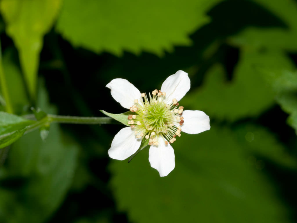 Geum canadense (White Avens) - World of Flowering Plants