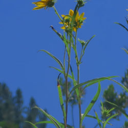 Helianthus californicus (California Sunflower) - World of Flowering Plants