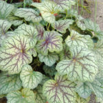 Heuchera americana (American Alumroot) - World of Flowering Plants