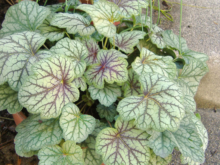 Heuchera americana (American Alumroot) - World of Flowering Plants
