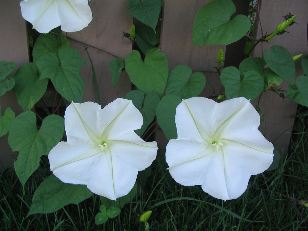 Ipomoea alba (Moonflower) - World of Flowering Plants