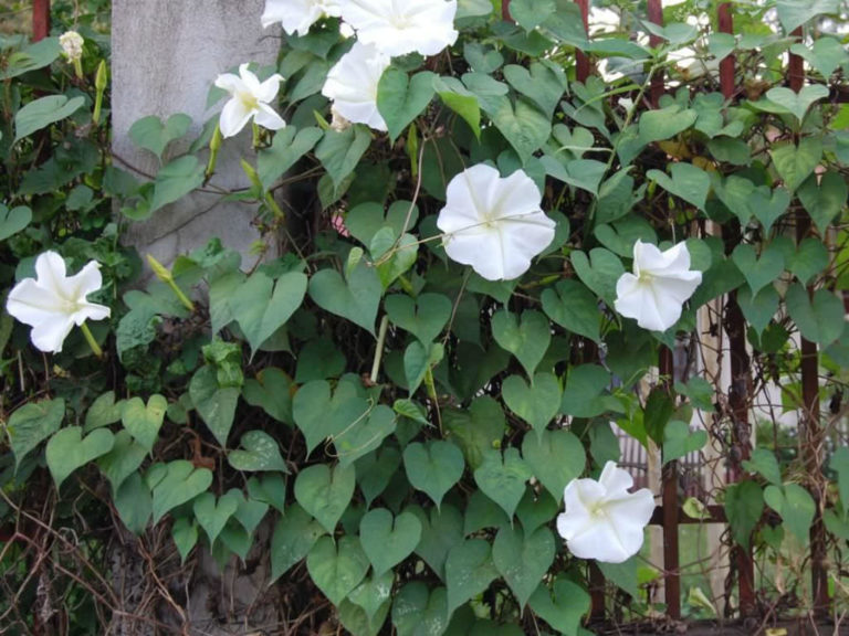 Ipomoea alba (Moonflower) - World of Flowering Plants