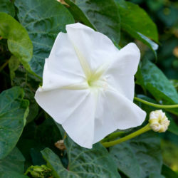 Ipomoea alba (Moonflower) - World of Flowering Plants