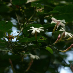 Jasminum abyssinicum (Forest Jasmine) - World of Flowering Plants