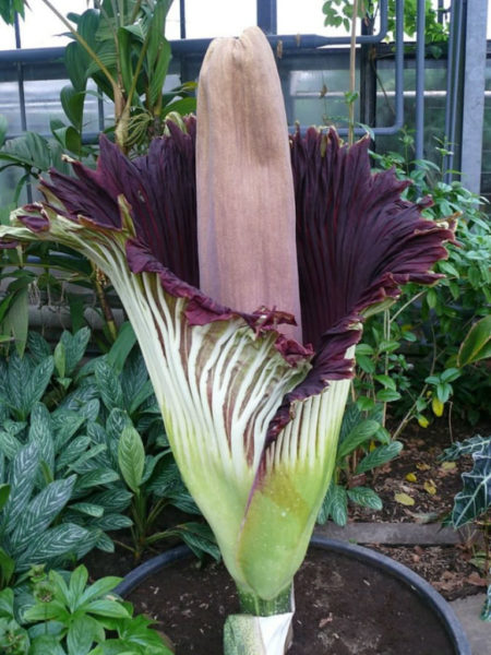 Amorphophallus titanum (Titan Arum) - World of Flowering Plants
