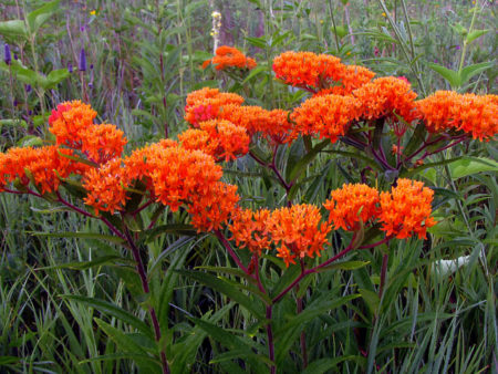 Asclepias tuberosa (Butterfly Weed) - World of Flowering Plants