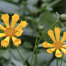 Coreopsis auriculata 'Zamphir' (Ear-leaved Tickseed) - World of ...