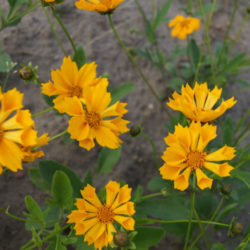 Coreopsis auriculata 'Zamphir' (Ear-leaved Tickseed) - World of ...